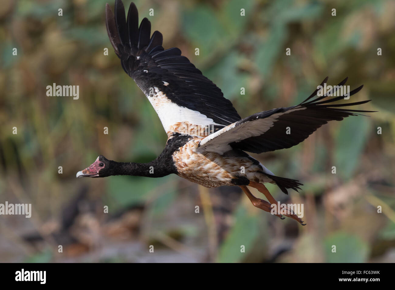 Magpie Goose (Anseranus semipalmata) in flight Stock Photo - Alamy