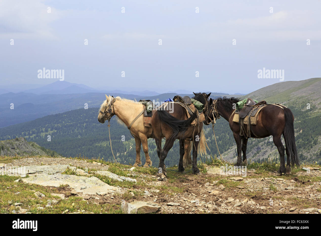Horse ridge hi-res stock photography and images - Alamy