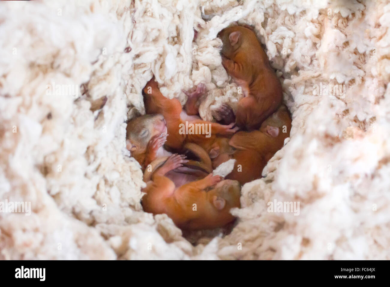 baby squirrel wild child Stock Photo - Alamy