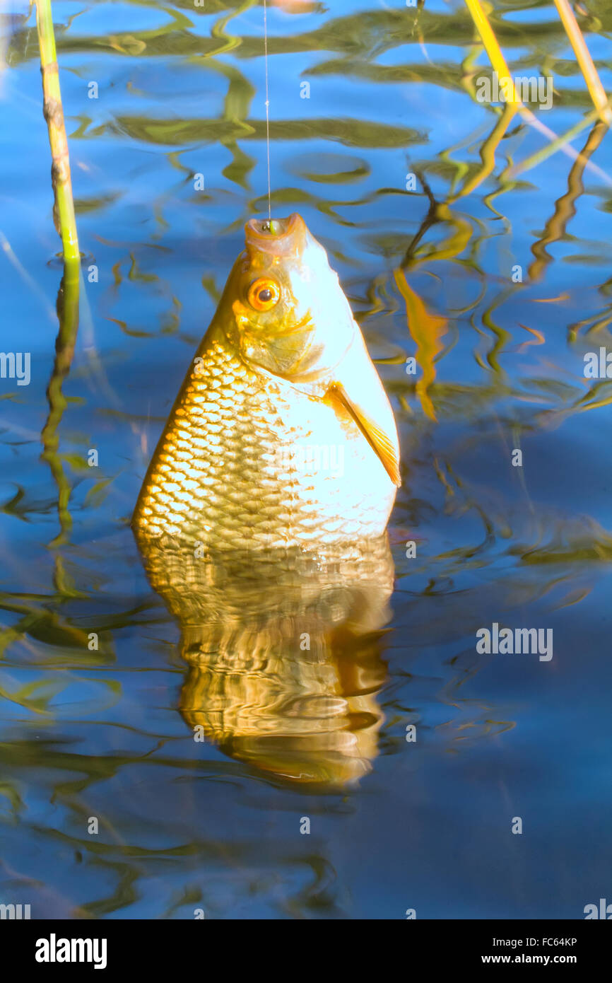 summer lake fishing Rudd fish Stock Photo - Alamy