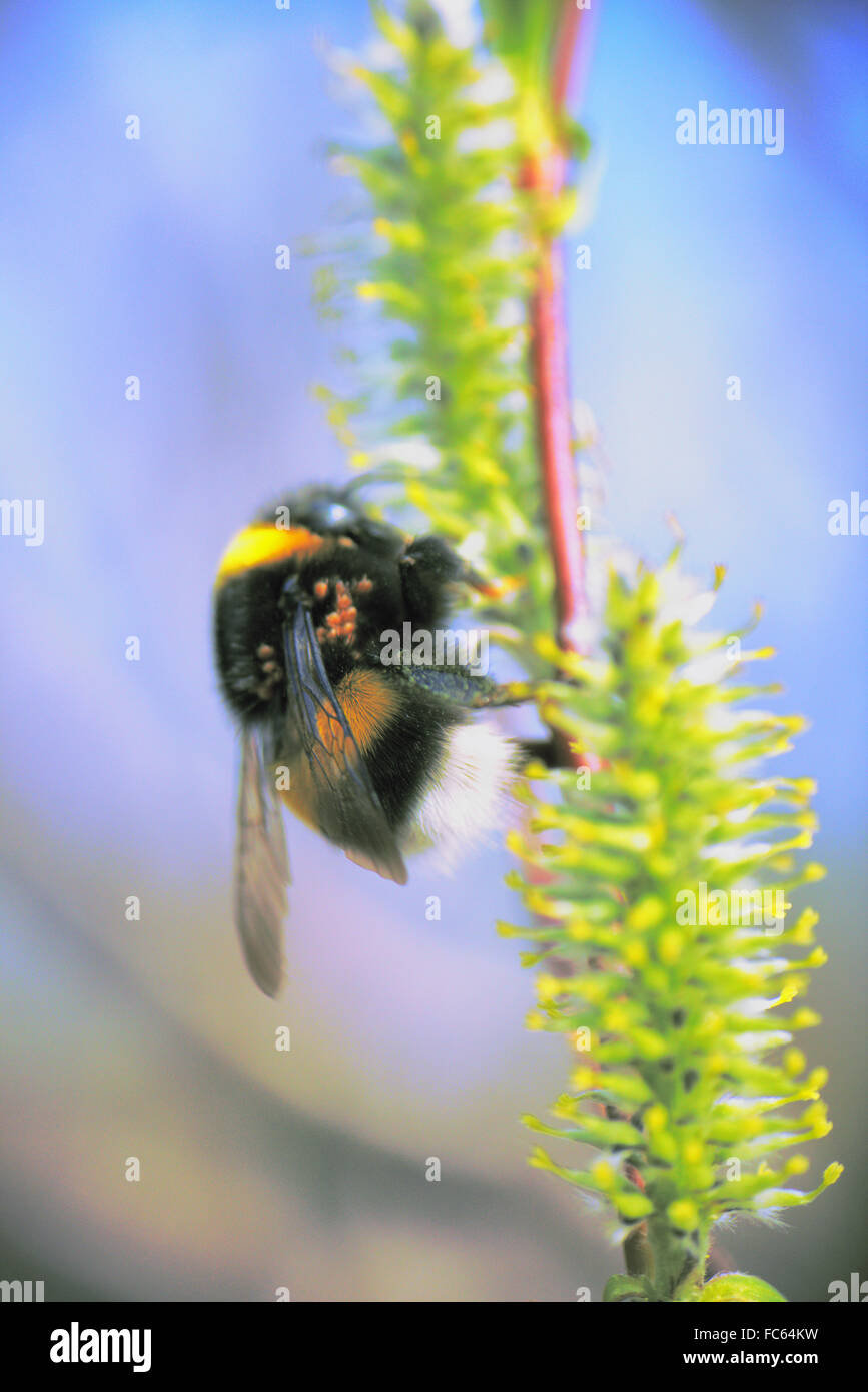 summer Bumble bee insect flower macro Stock Photo - Alamy