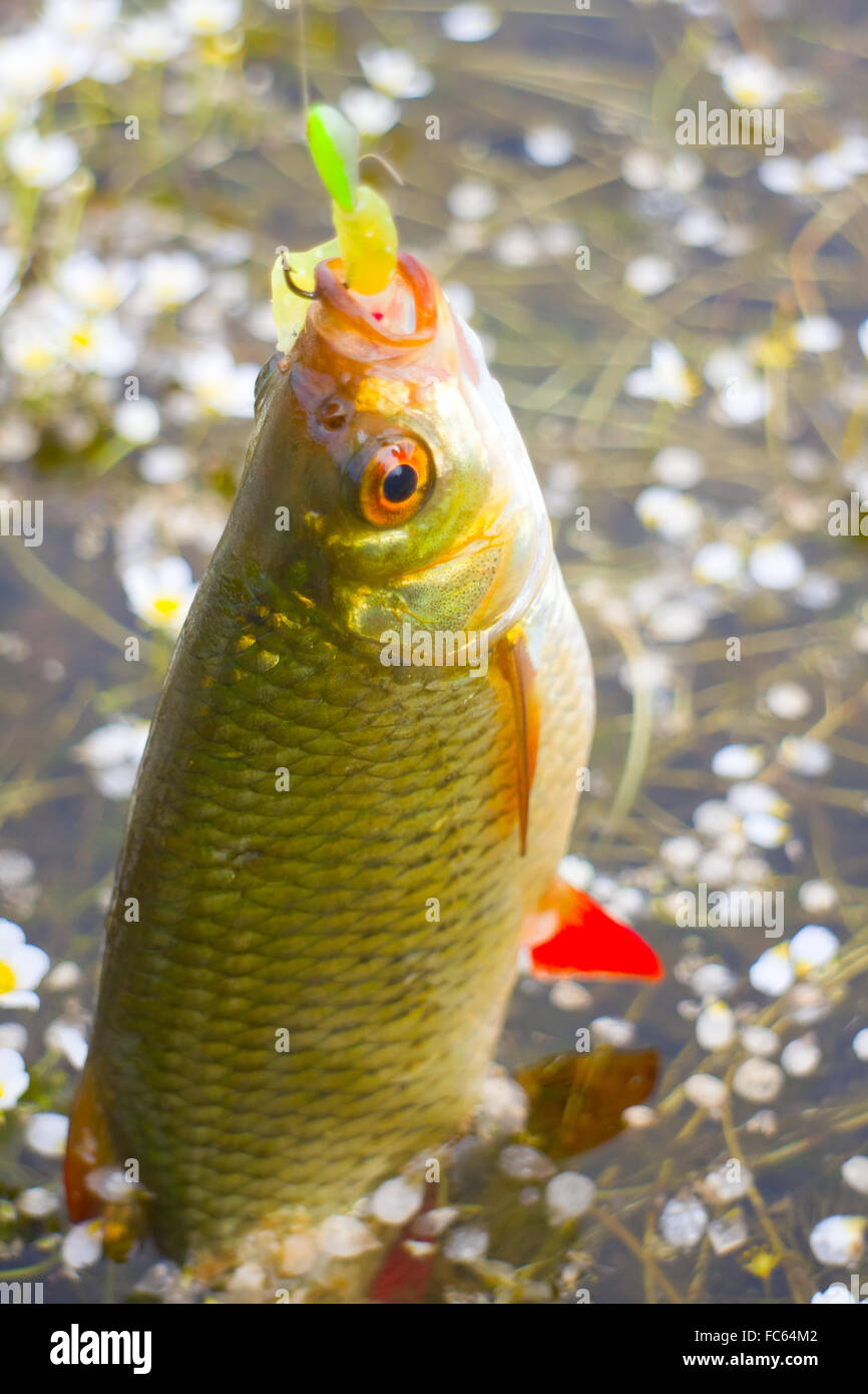 summer lake fishing Rudd fish Stock Photo - Alamy