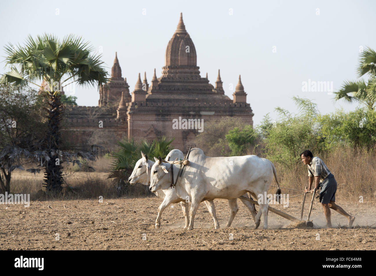ASIA MYANMAR BAGAN TEMPLE PAGODA AGRACULTURE Stock Photo - Alamy