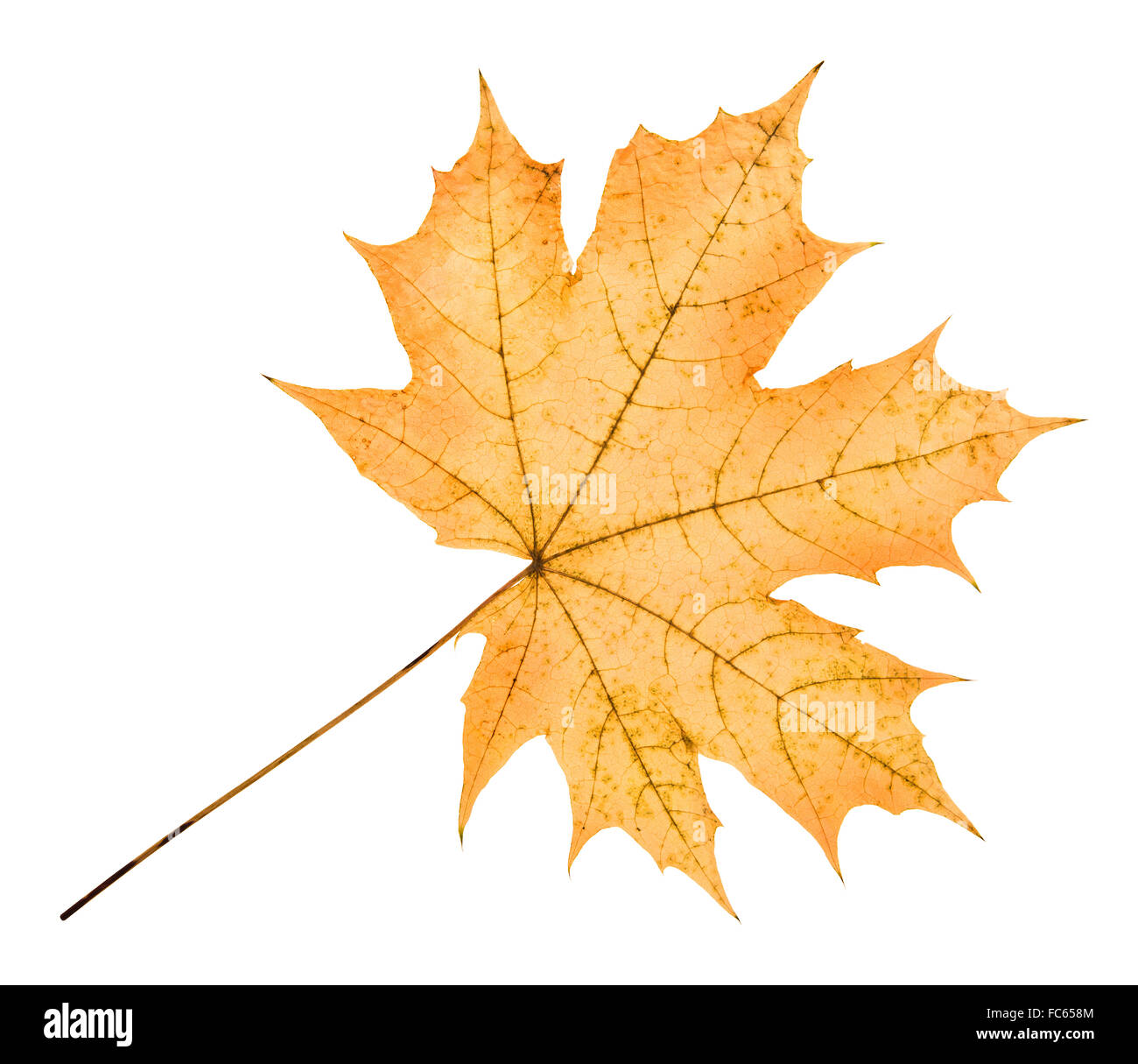 One big maple autumn leaf hi-res stock photography and images - Alamy