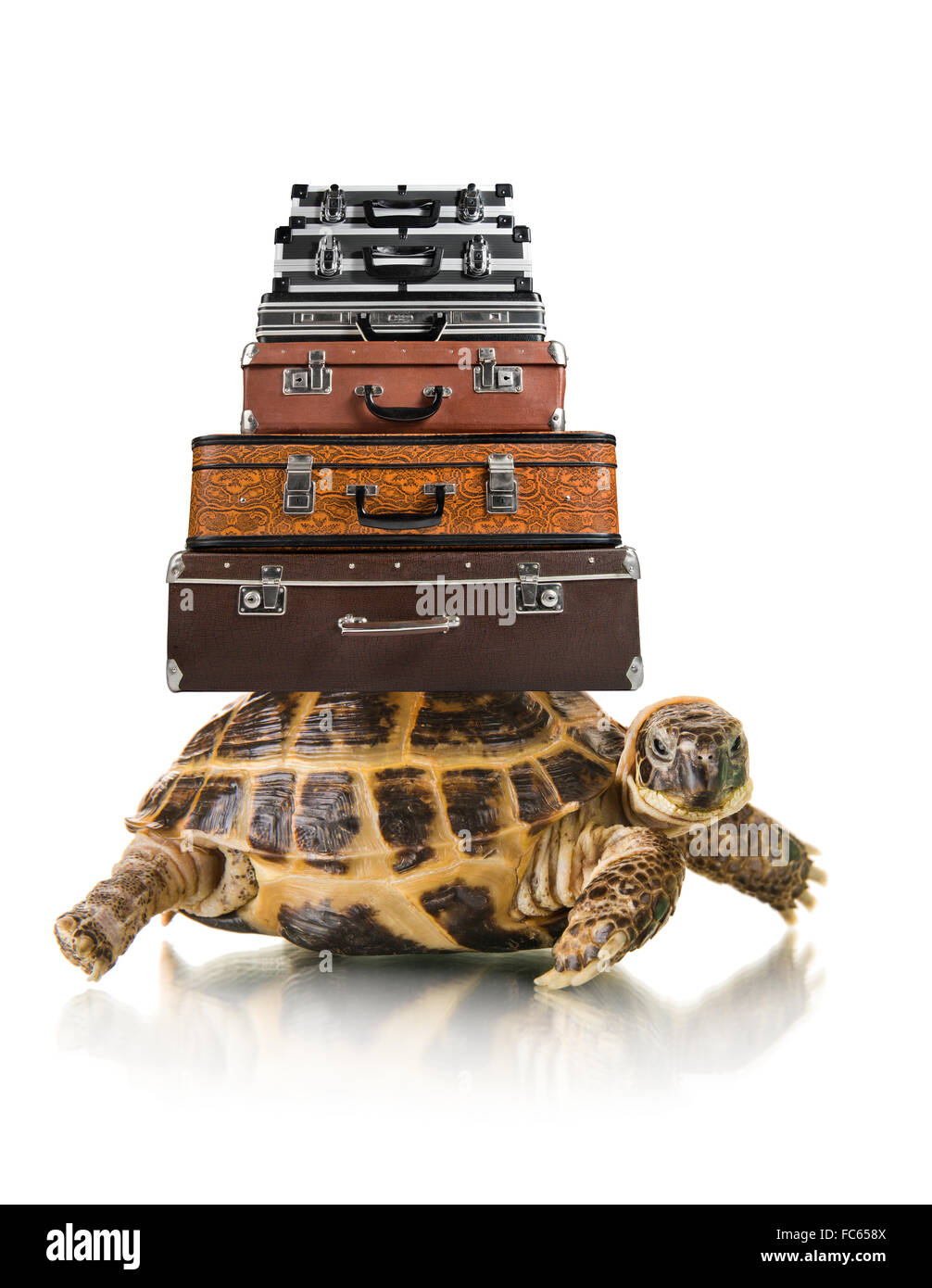 Typical tortoise hi-res stock photography and images - Alamy