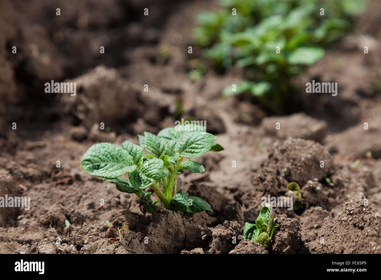 Young potato on soil cover. plant close-up Stock Photo - Alamy