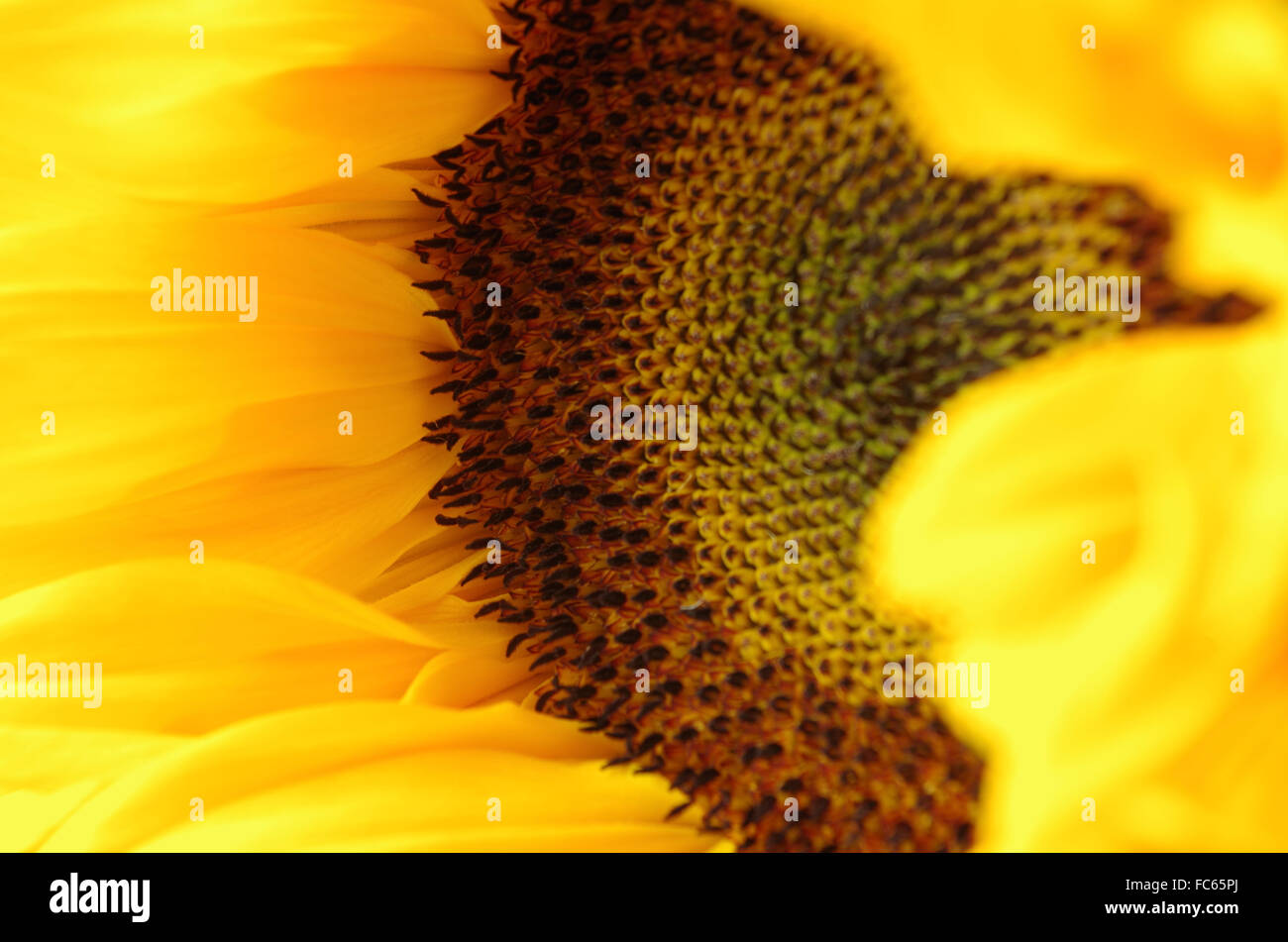 Only one sunflower hi-res stock photography and images - Alamy