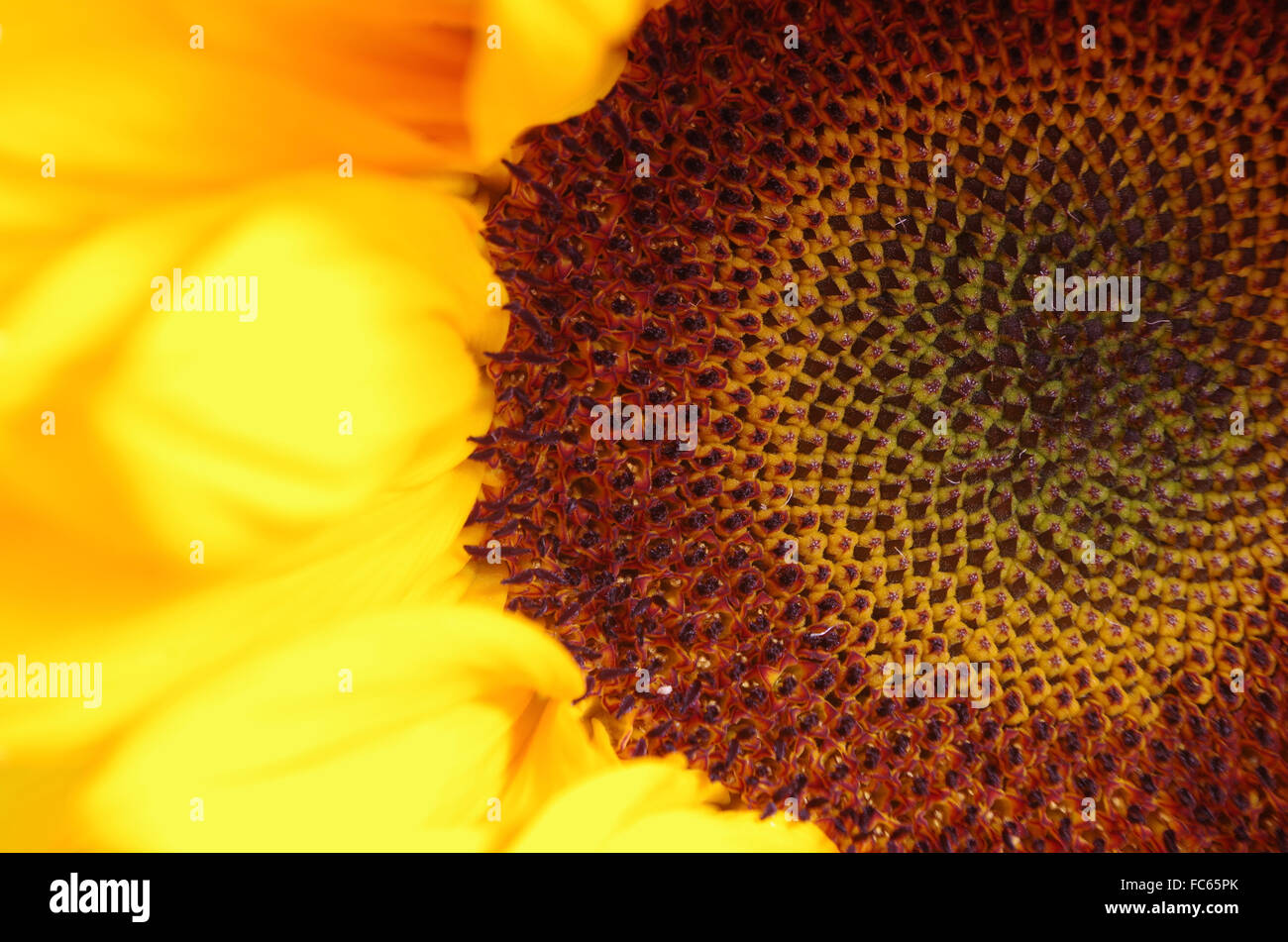 Only one sunflower hi-res stock photography and images - Alamy