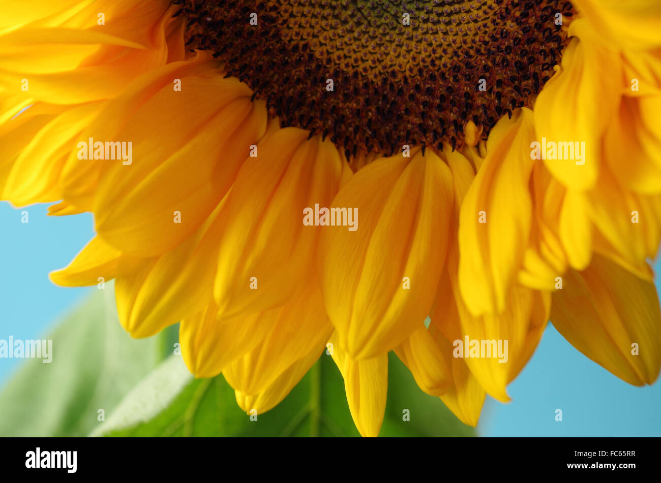 Only one sunflower hi-res stock photography and images - Alamy
