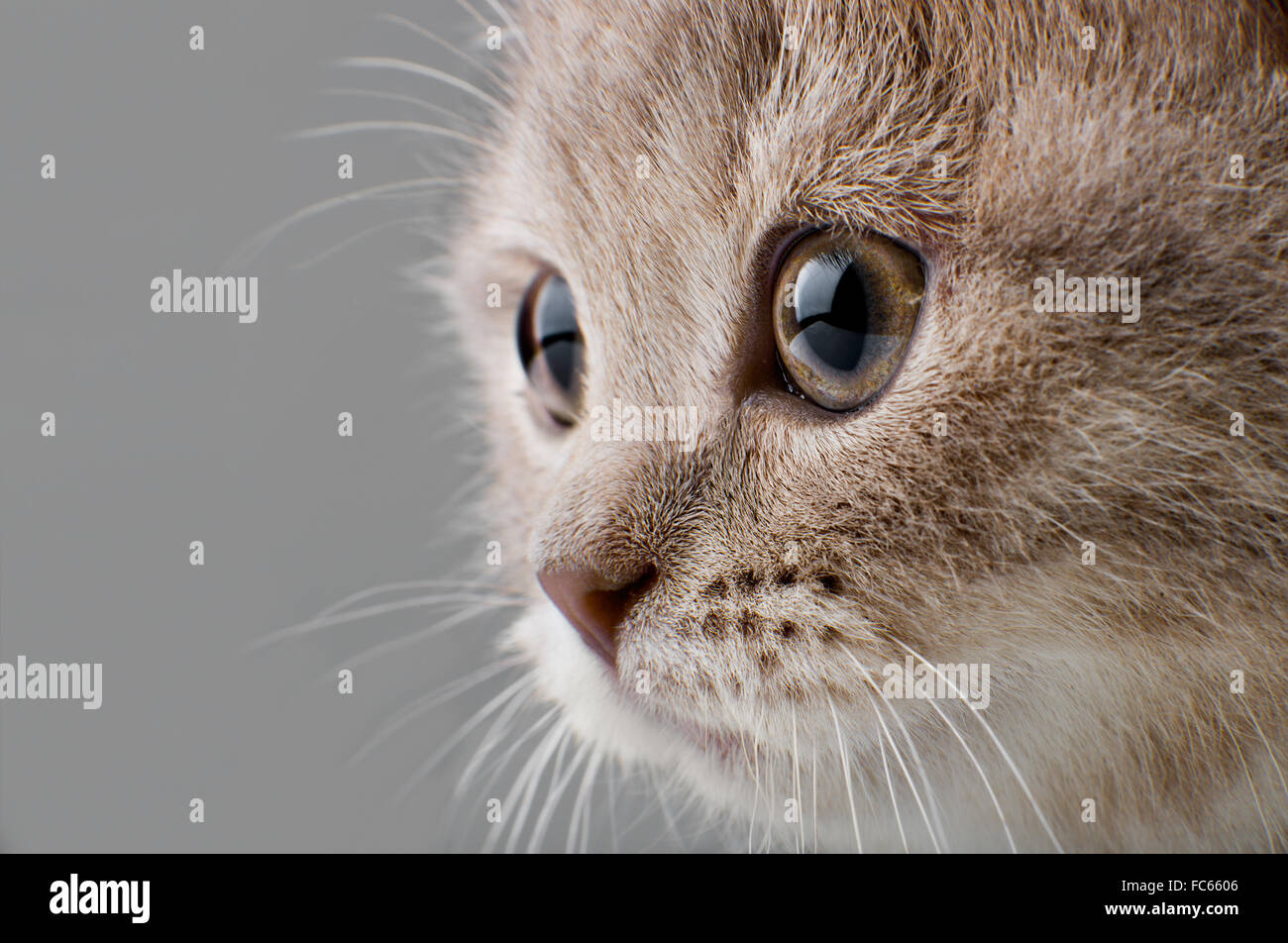 Kitten hi-res stock photography and images - Alamy