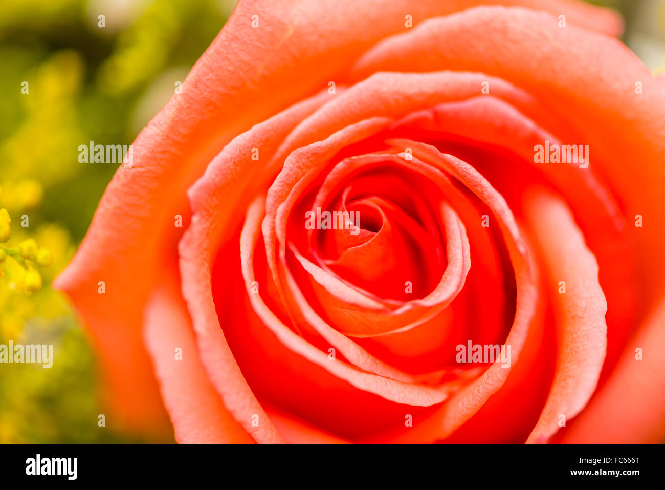 Nice roses in celebration concept Stock Photo - Alamy