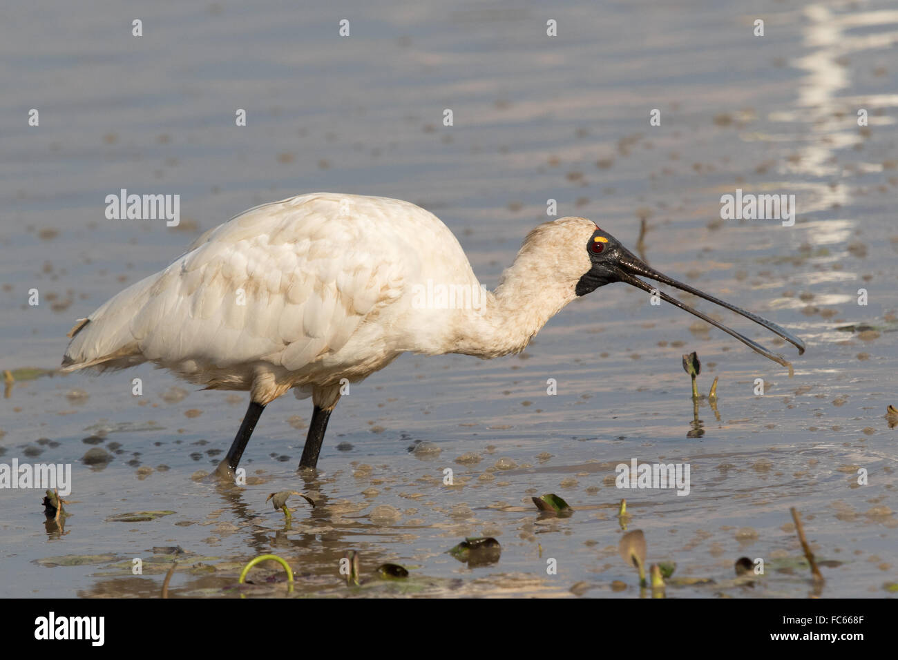 Large spoonbill hi-res stock photography and images - Alamy