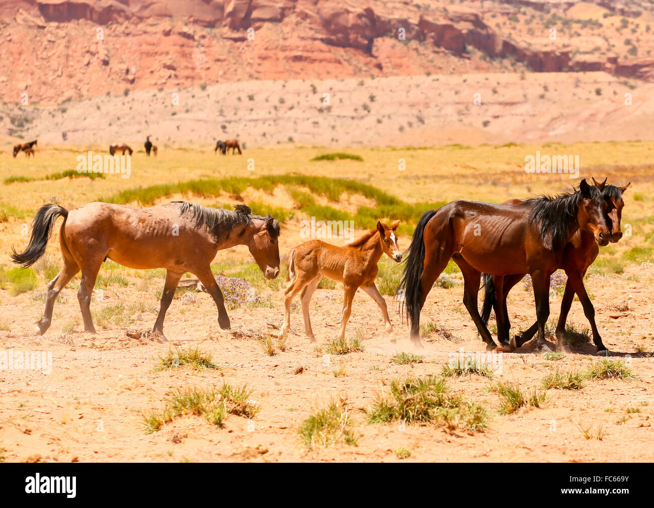 Wild mustang north america hi-res stock photography and images - Alamy