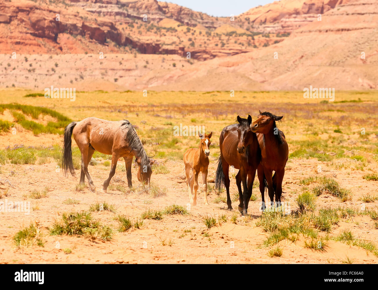 Wild mustang north america hi-res stock photography and images - Alamy