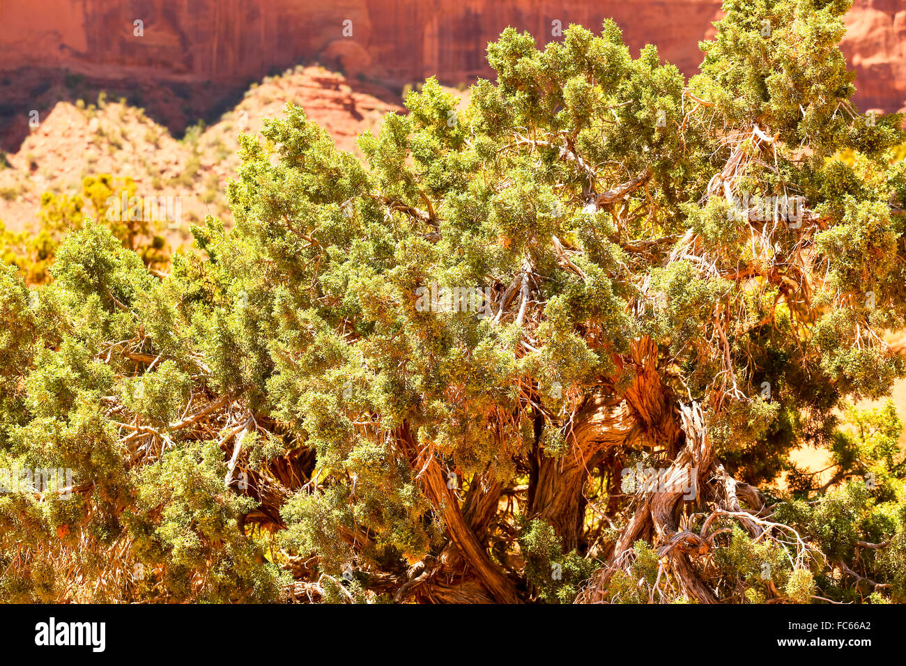 Utah juniper berries hi-res stock photography and images - Alamy