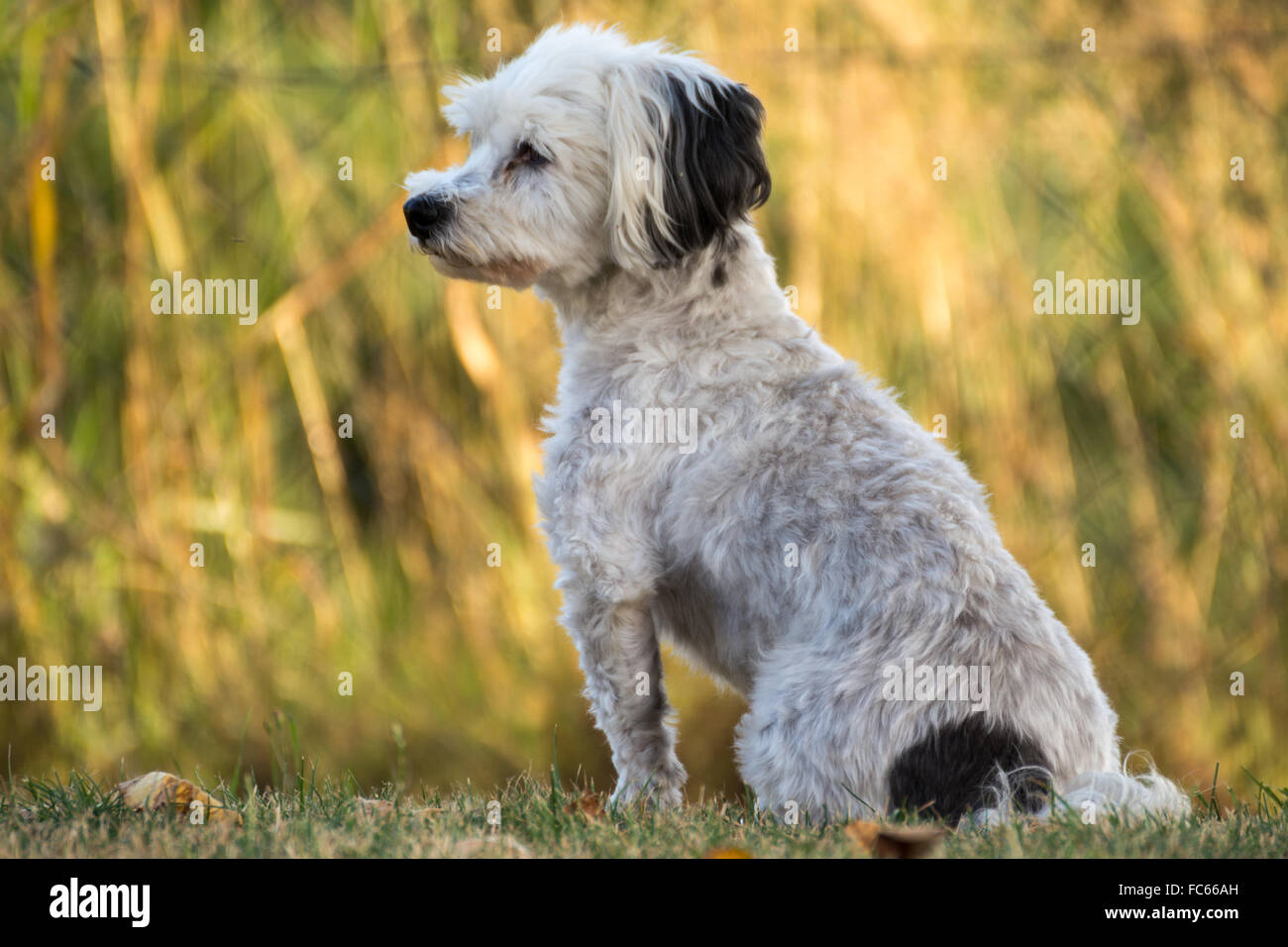 Watchful and attentive hi-res stock photography and images - Alamy