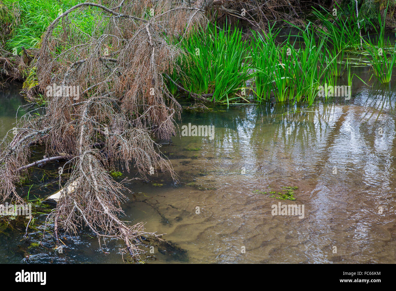river, fallen trees Stock Photo - Alamy