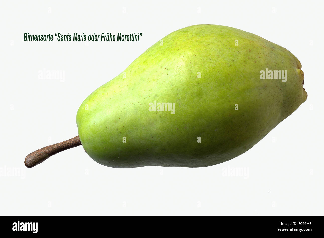 Santa maria pear hi-res stock photography and images - Alamy