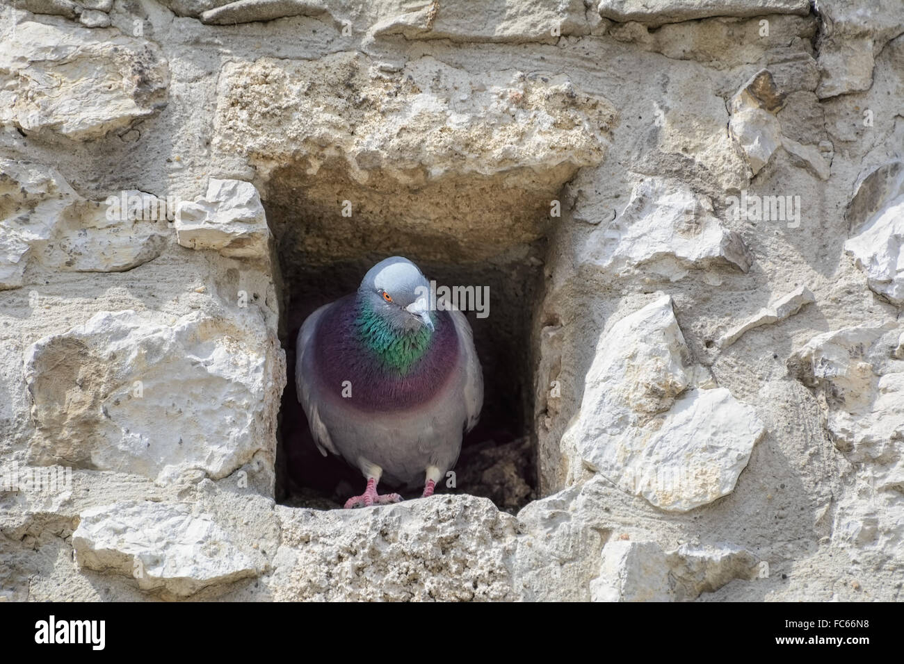 Ancient pigeon house hi-res stock photography and images - Alamy