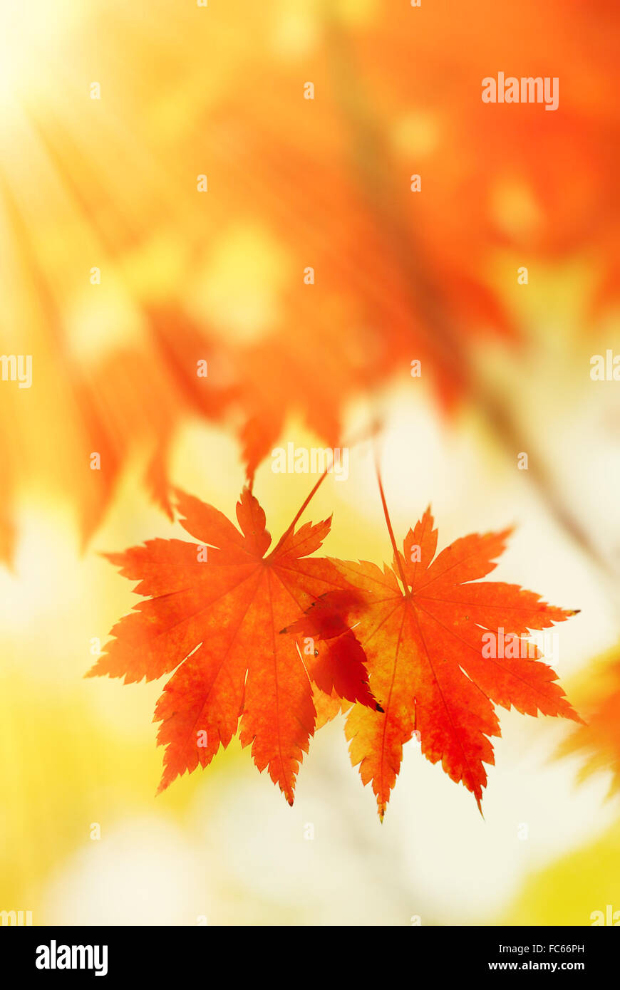 Autumn maple leaves Stock Photo - Alamy