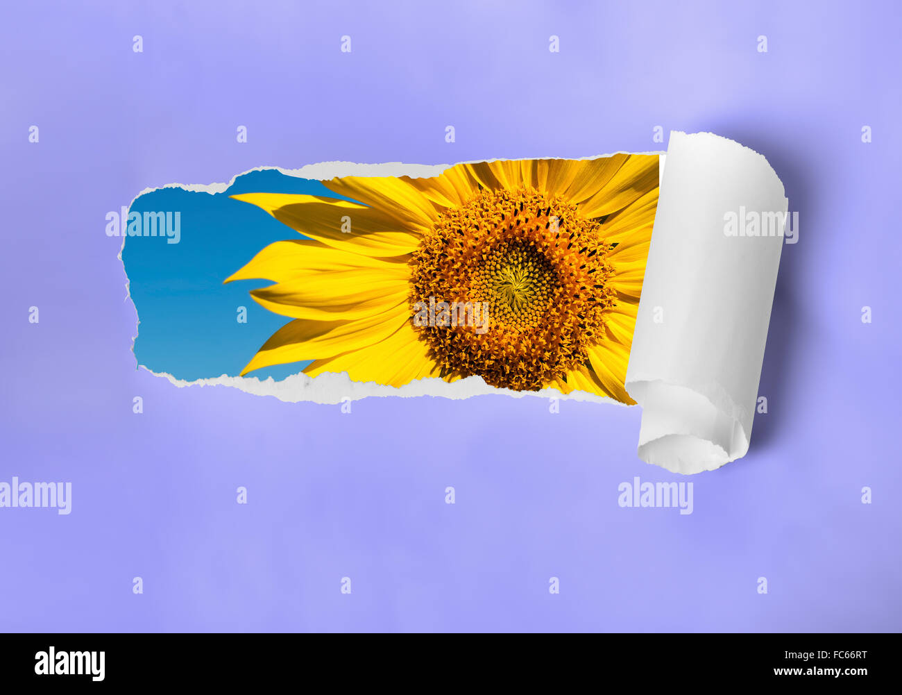 Sunflower sheet hi-res stock photography and images - Alamy