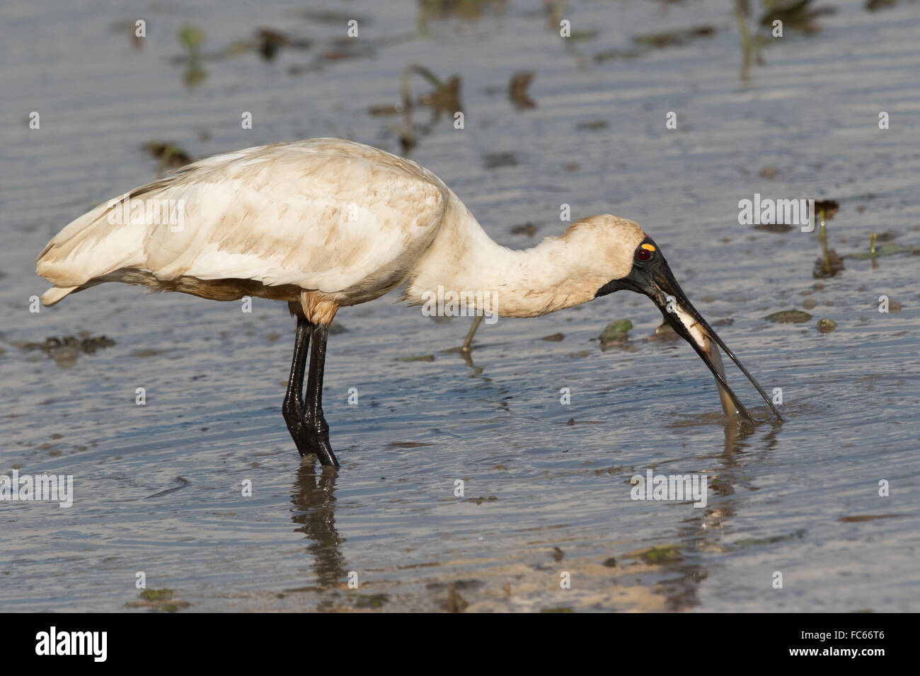 Spoonbill catching fish hi-res stock photography and images - Alamy