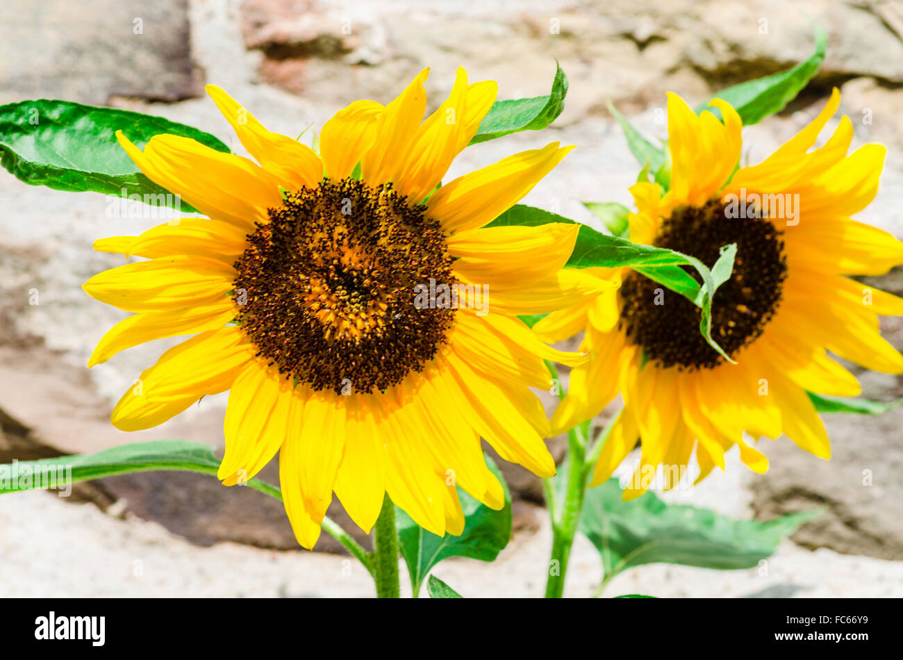 Two sunflowers hi-res stock photography and images - Alamy