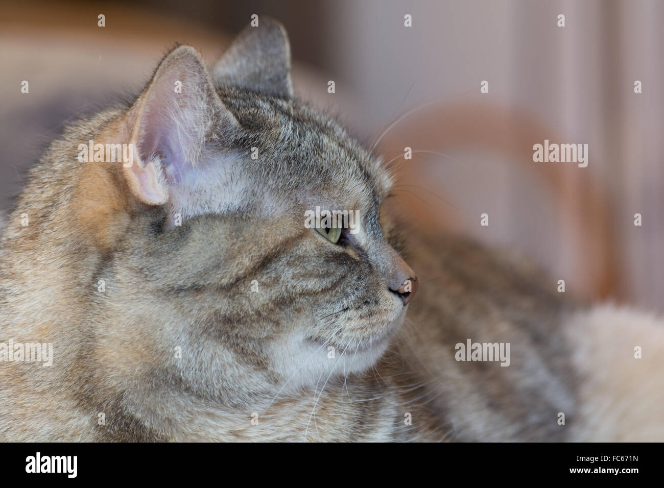 gray cat shows no interest Stock Photo - Alamy