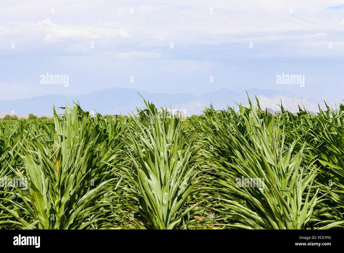 Corn field usa hi-res stock photography and images - Alamy