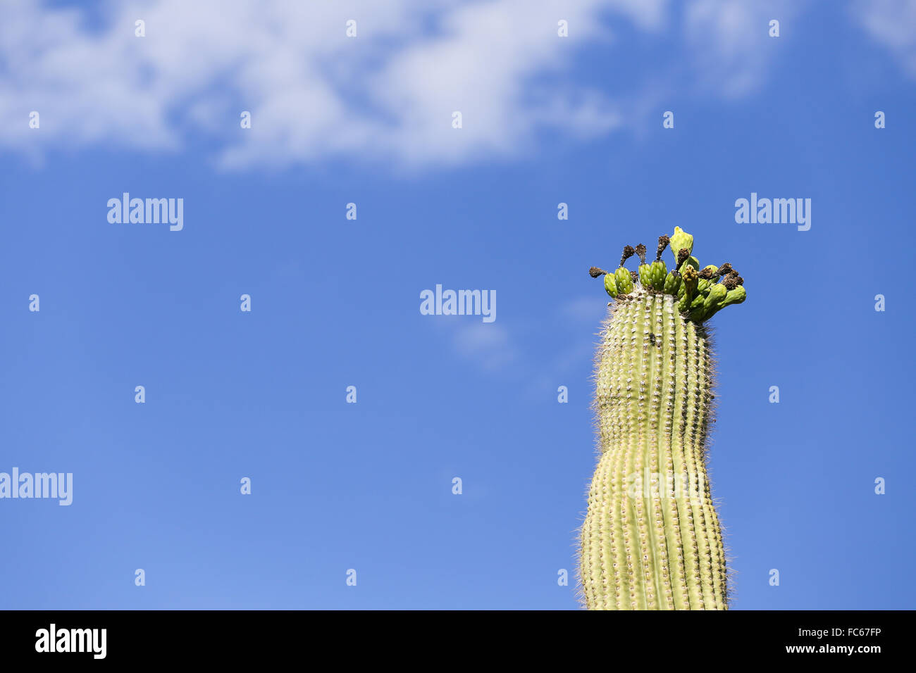 Saguaro arm hi-res stock photography and images - Alamy