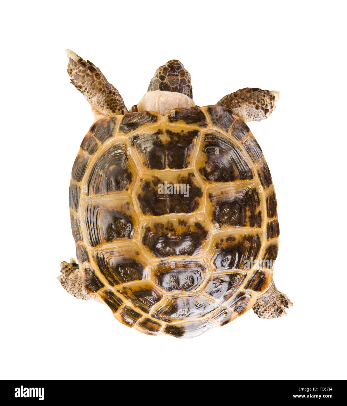 Typical tortoise hi-res stock photography and images - Alamy