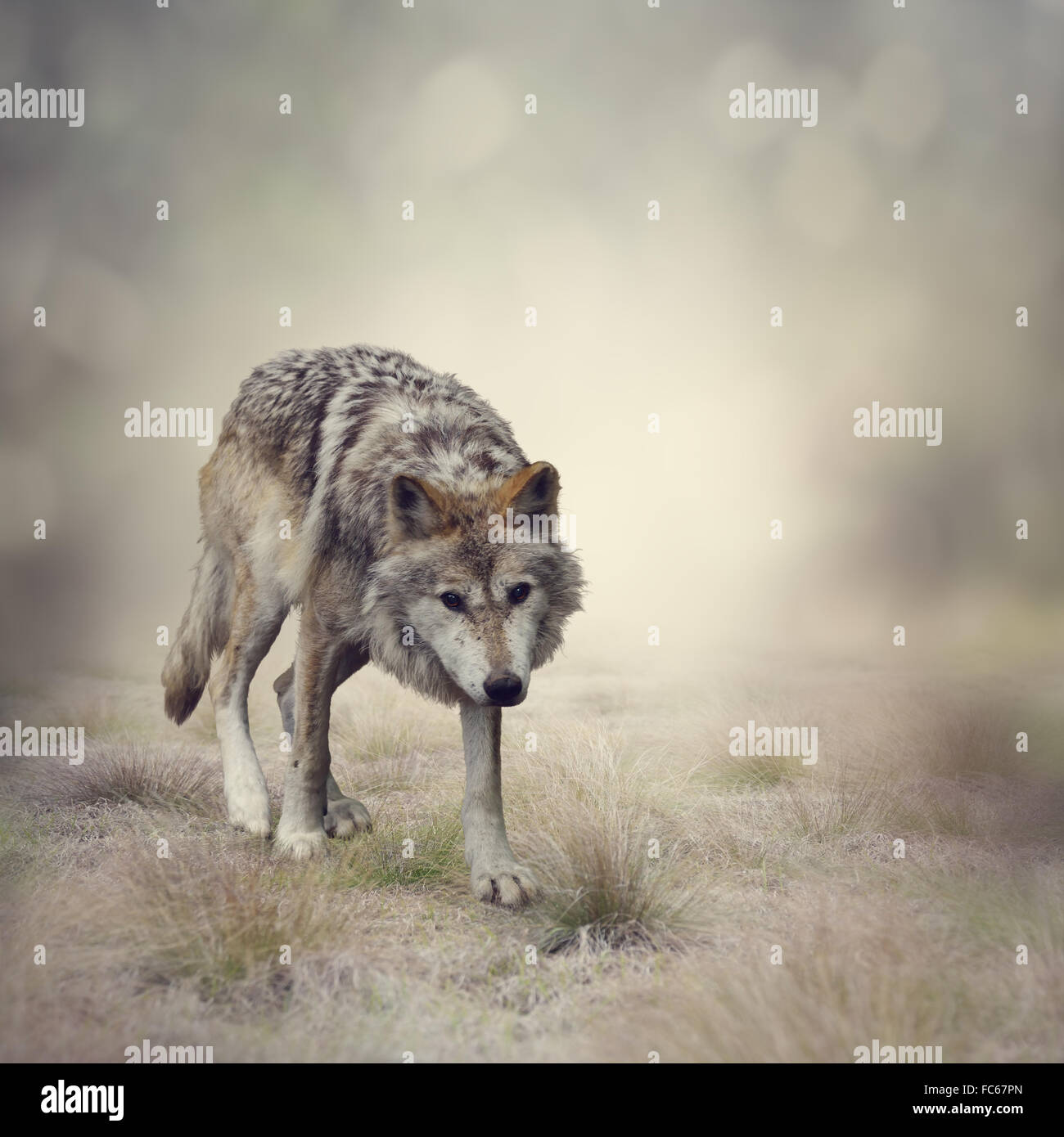 Gray Wolf Walking Stock Photo - Alamy