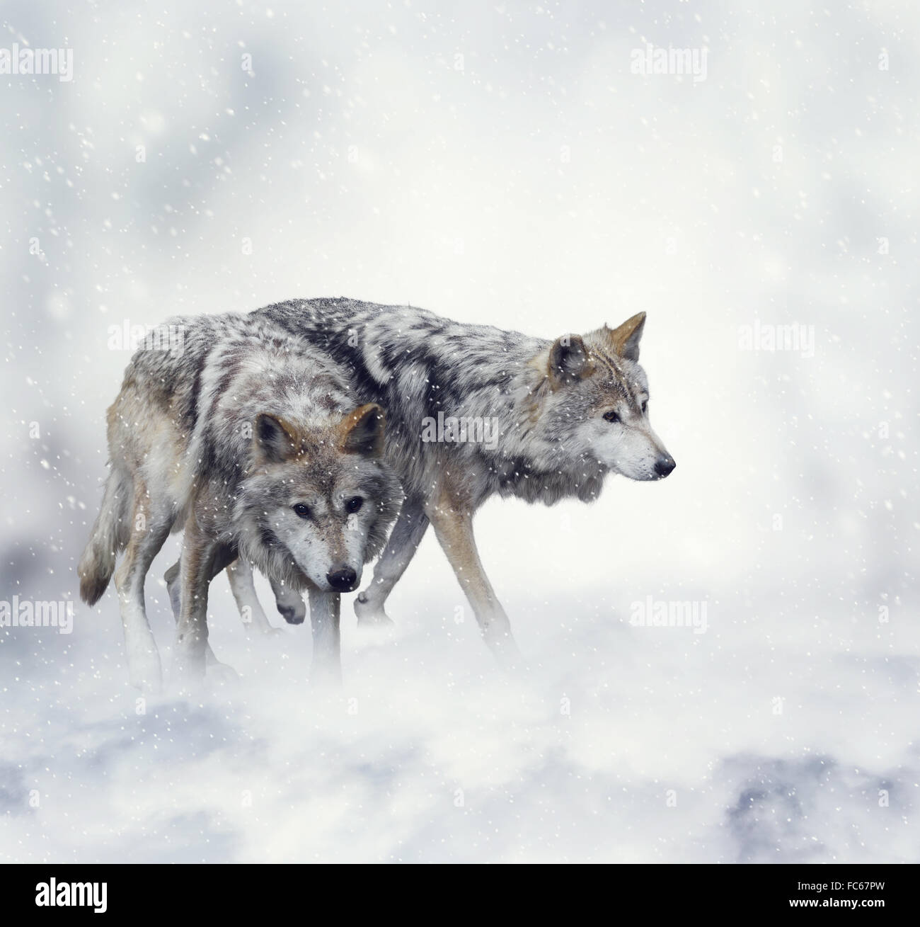 Winter Wolves