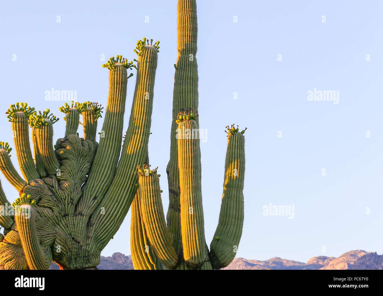 Crested cactus hi-res stock photography and images - Alamy