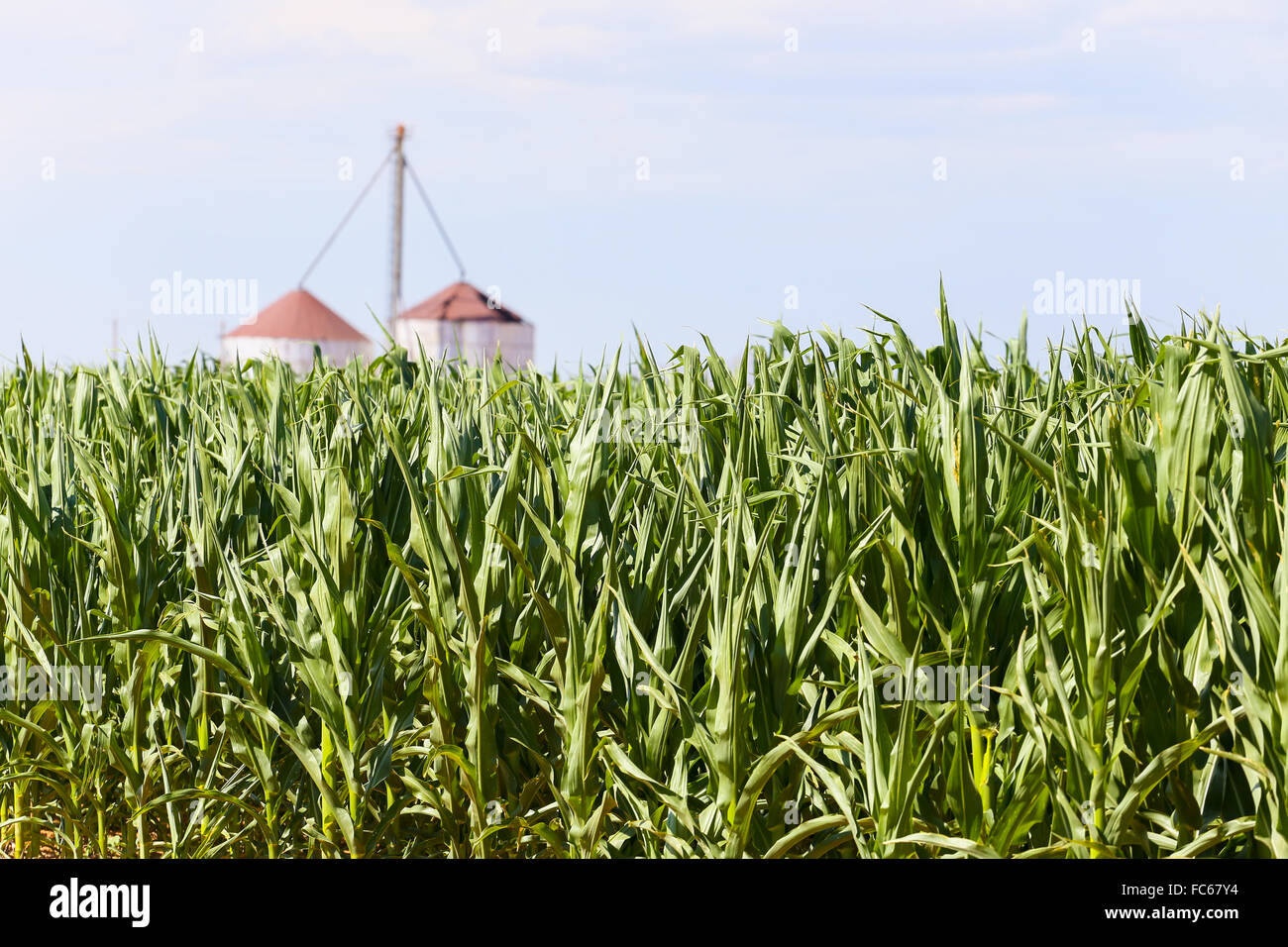 Corn field in the USA Stock Photo - Alamy