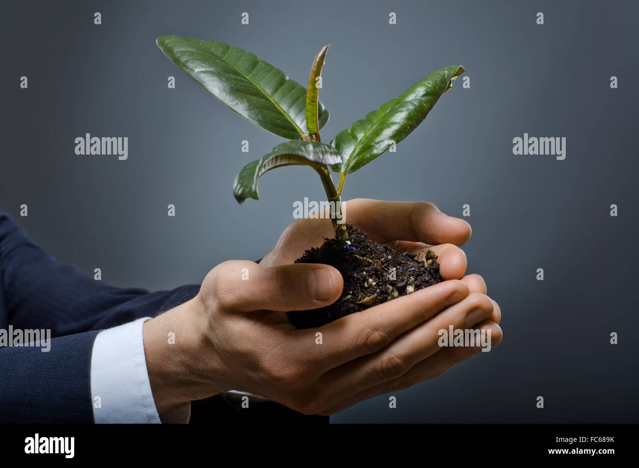 Sprout development hi-res stock photography and images - Alamy