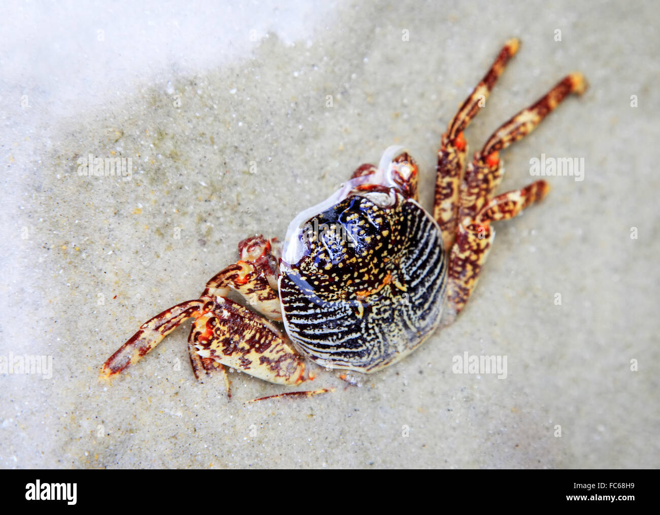 Crab on a beach Stock Photo - Alamy