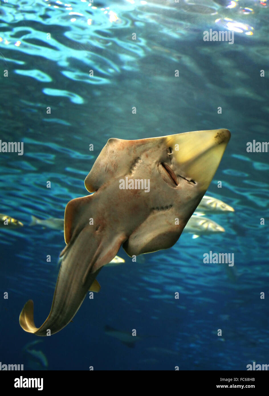 Reef slope hi-res stock photography and images - Alamy