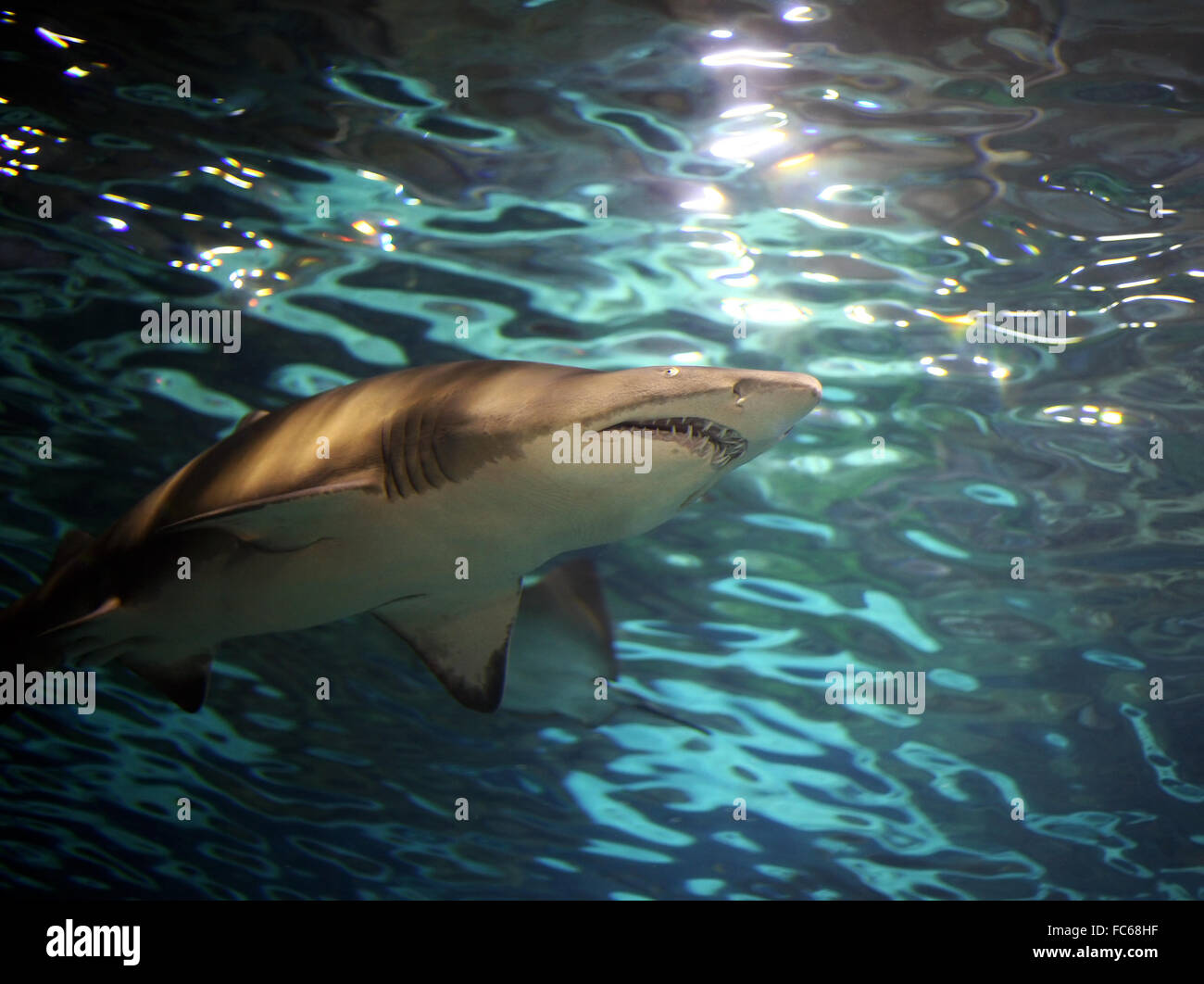Grey shark swimming hi-res stock photography and images - Alamy