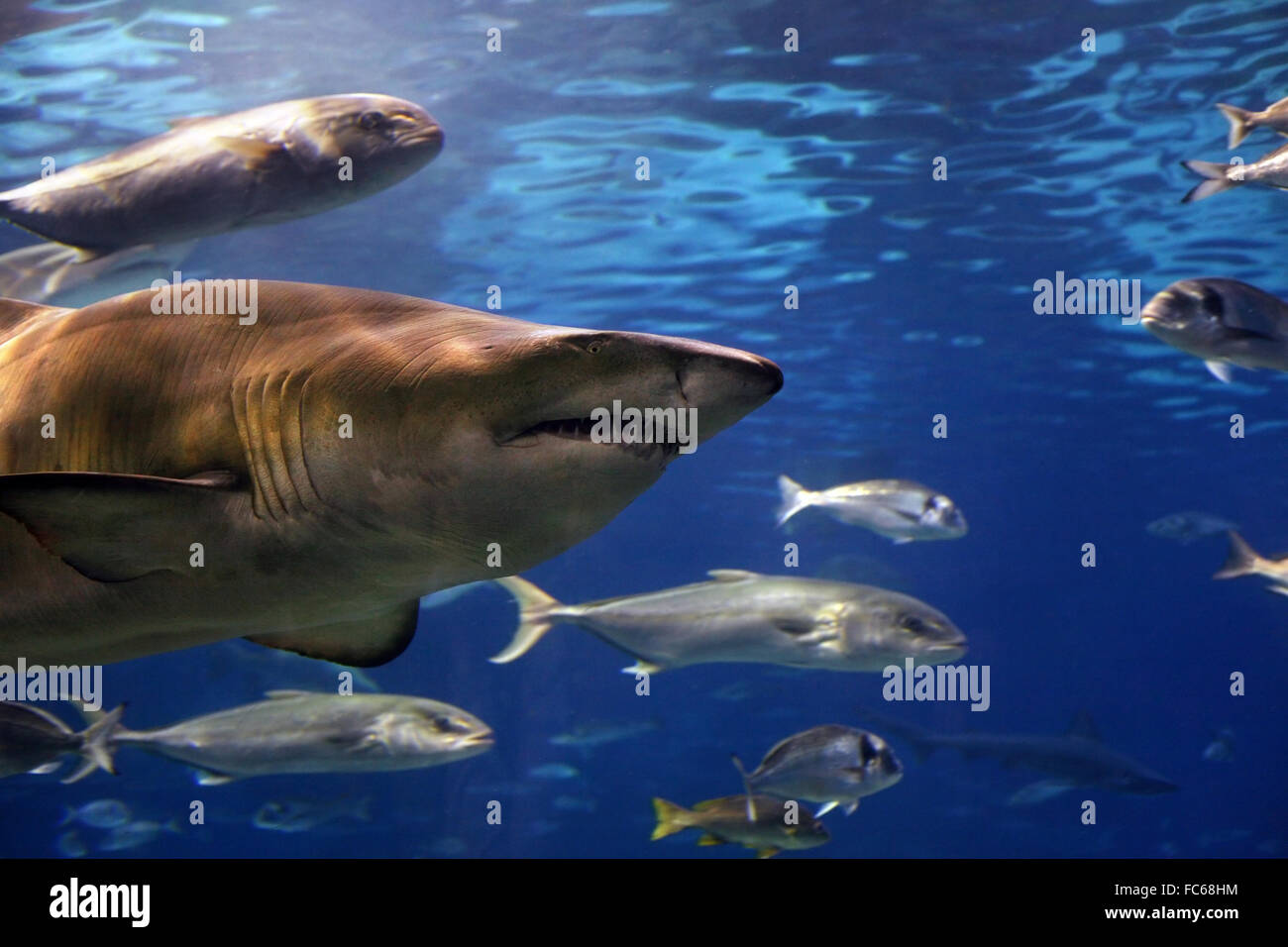 Swimming sponge hi-res stock photography and images - Alamy