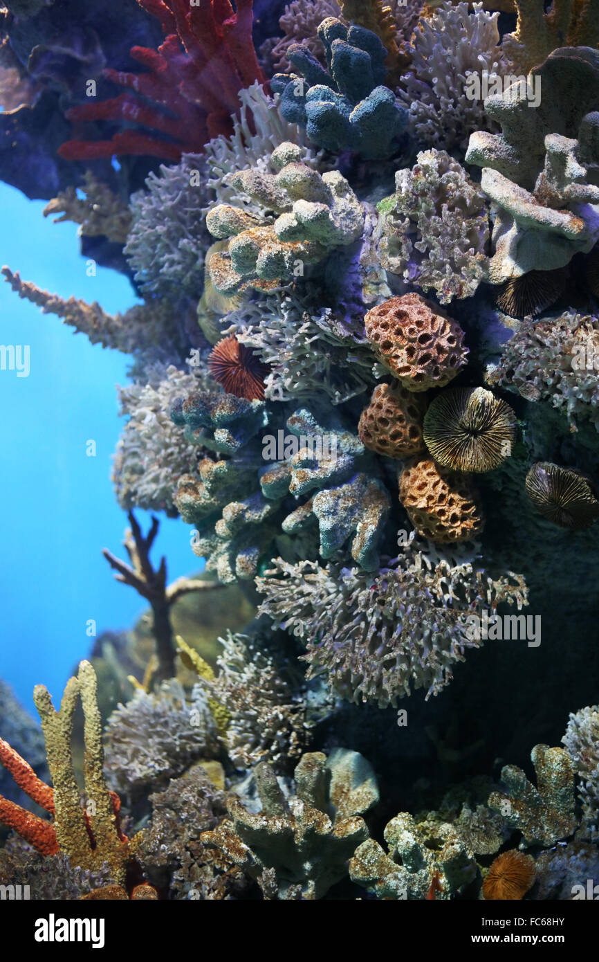 Vibrant corals hi-res stock photography and images - Alamy