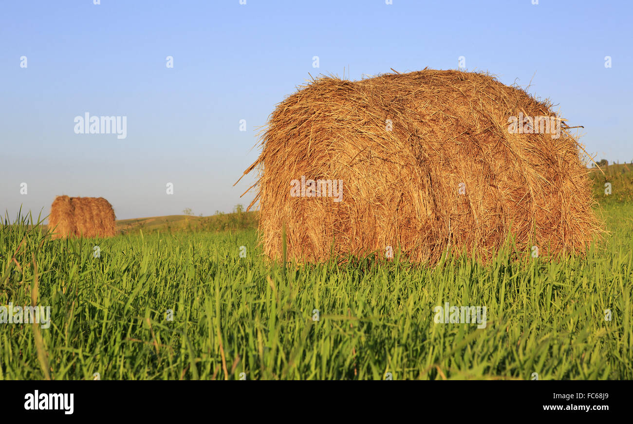 Beautiful haystacks on green lawn Stock Photo - Alamy