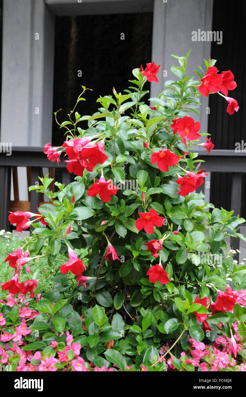 Rocktrumpet hi-res stock photography and images - Alamy