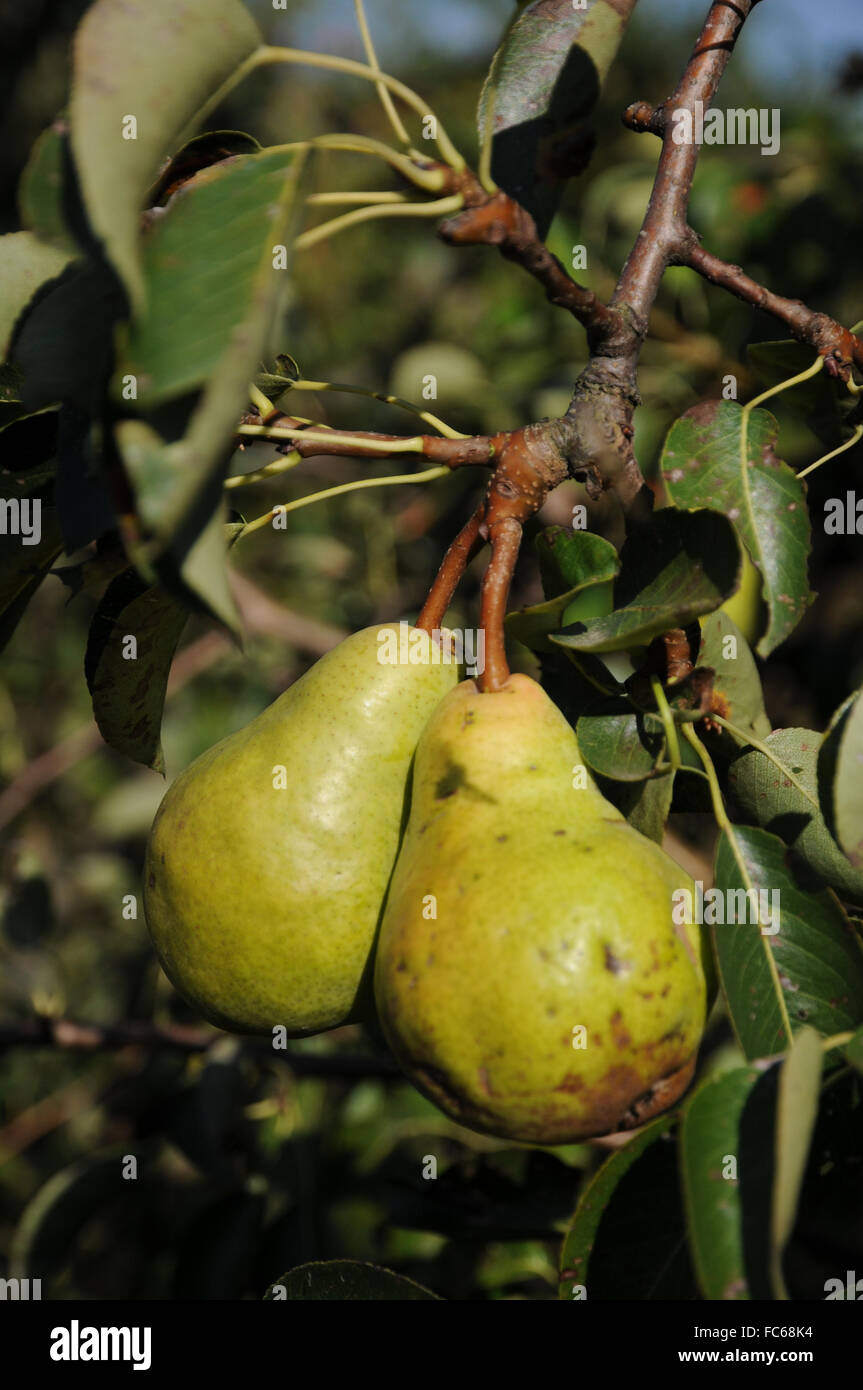 Birne birnbaum hi-res stock photography and images - Alamy