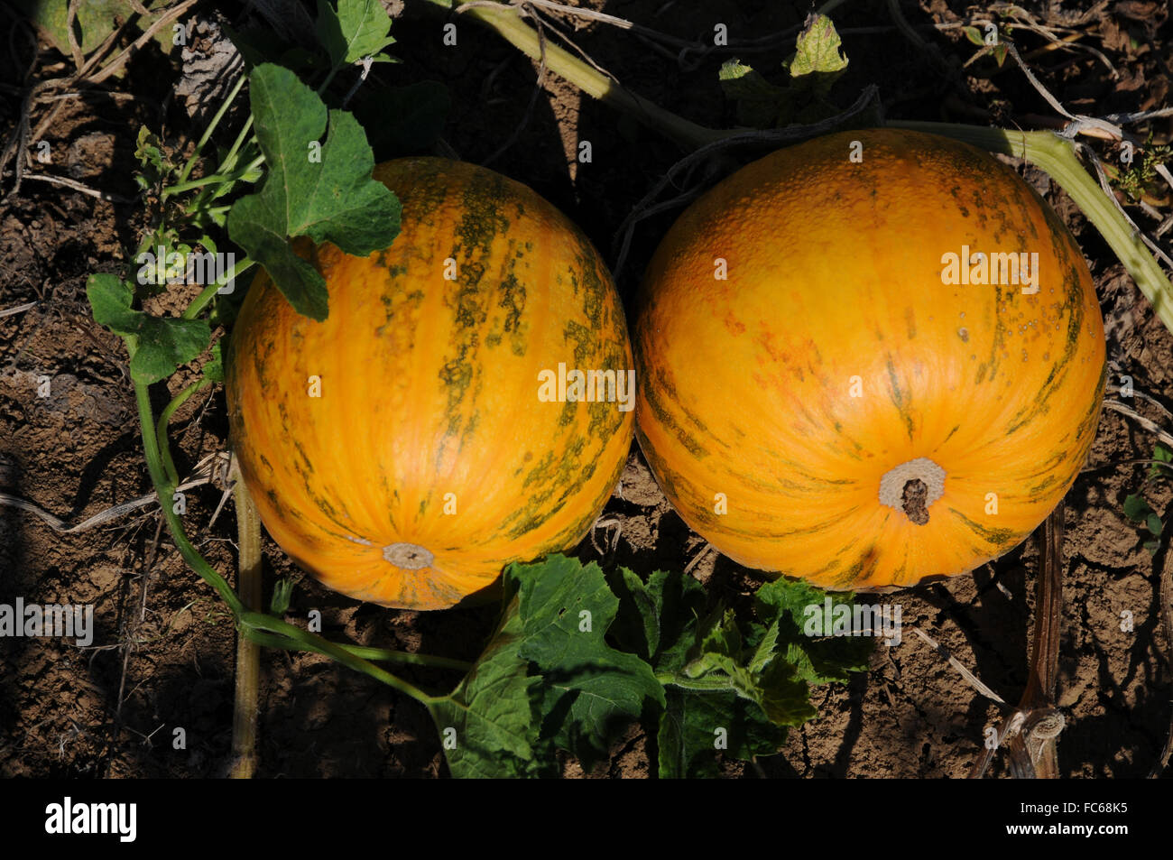 Styrian garden hi-res stock photography and images - Alamy