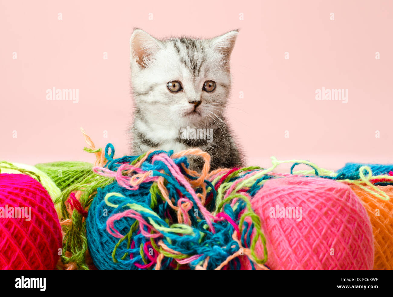 Ball of string kitten hi-res stock photography and images - Alamy