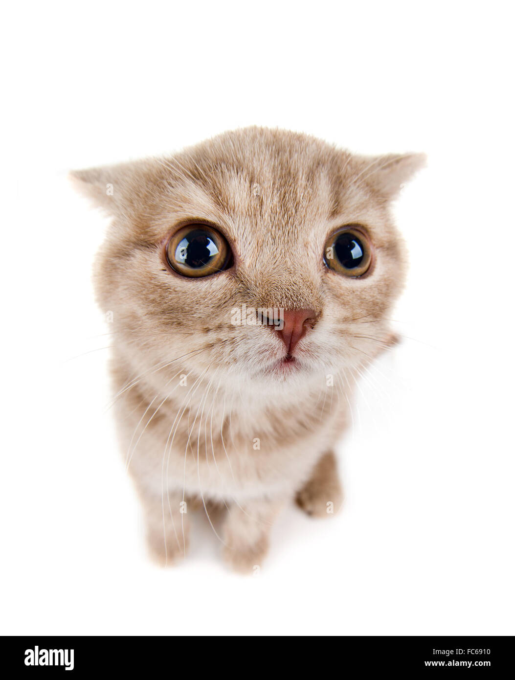 Kitten gaze Cut Out Stock Images & Pictures - Alamy