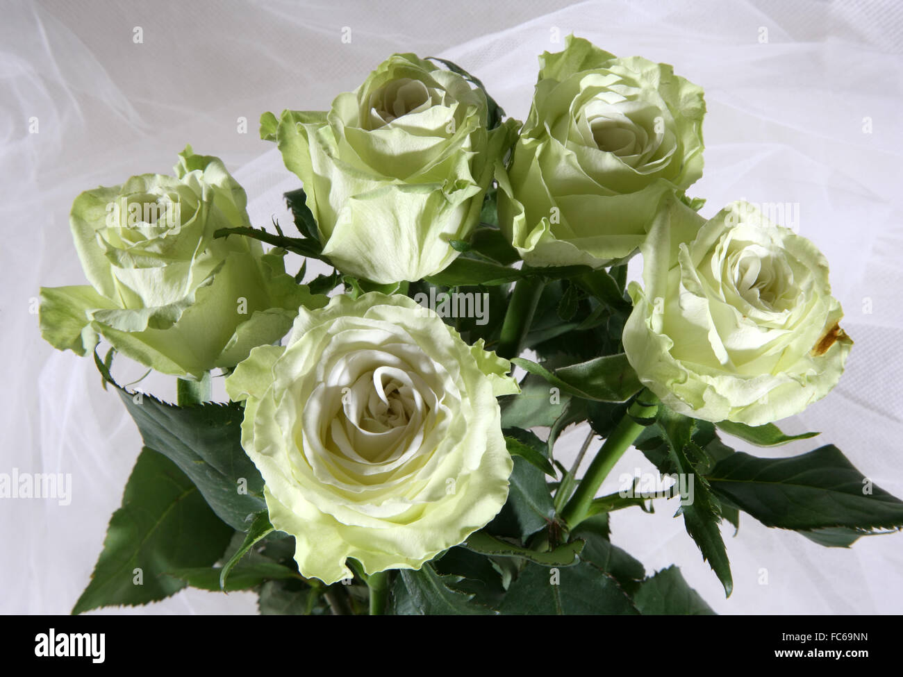 Subtle roses hi-res stock photography and images - Alamy