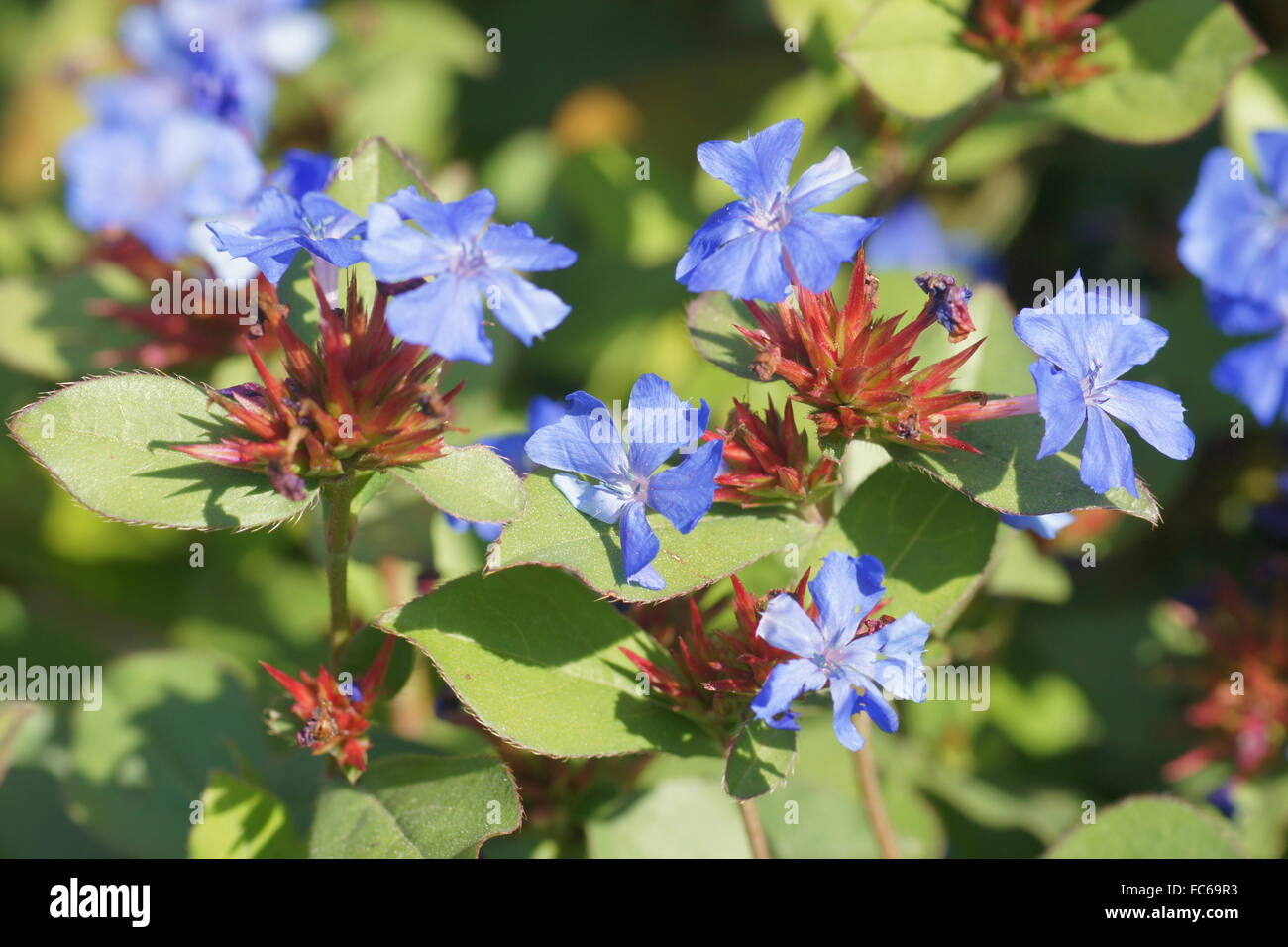 Purple gromwell lithospermum purpurocaeruleum hi-res stock photography ...