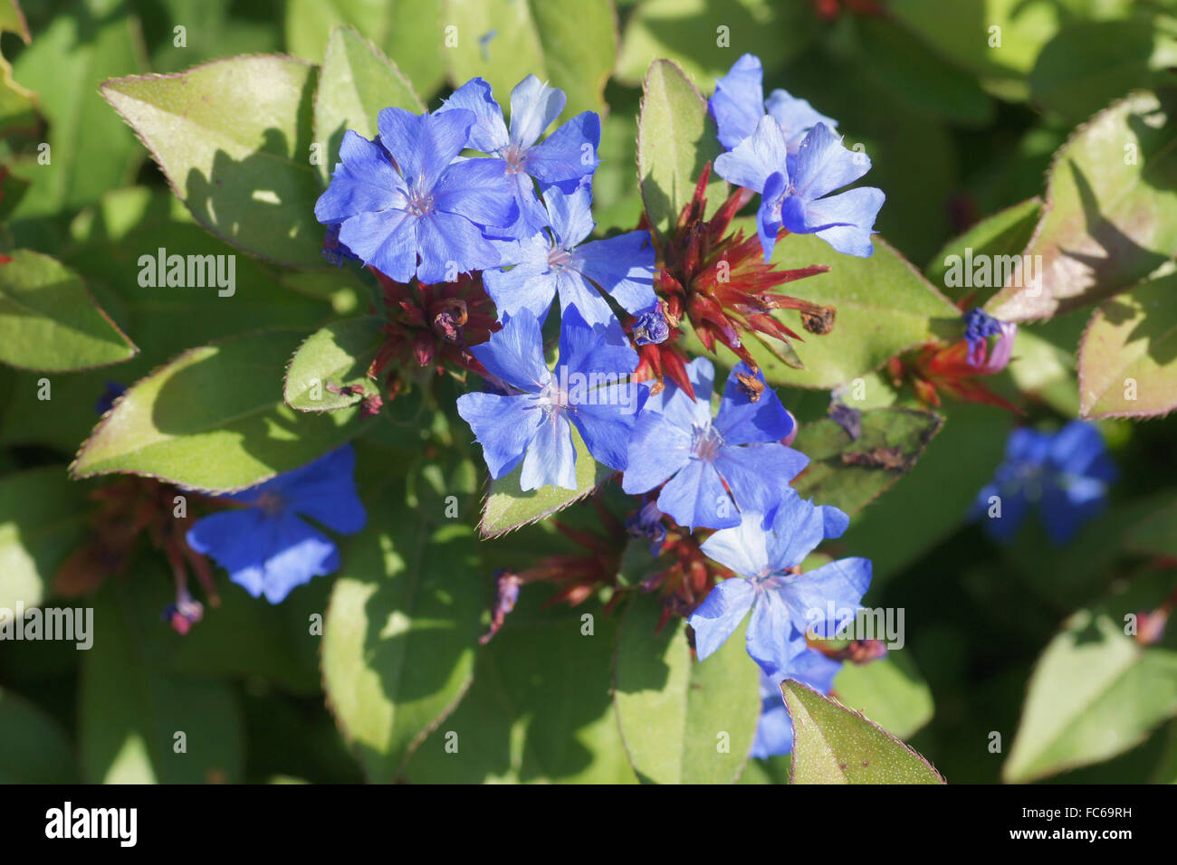 Purple gromwell lithospermum purpurocaeruleum hi-res stock photography ...